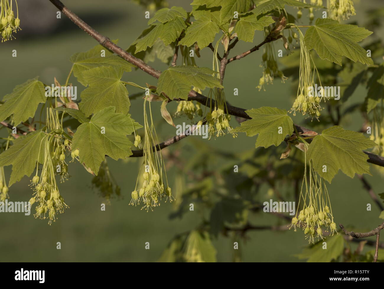 Italian Maple, Acer opalus, in flower in spring, with leaves. Croatia ...