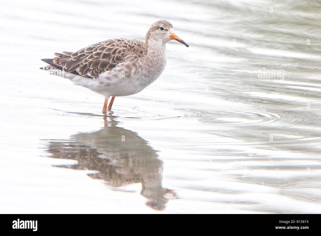 Ruff (Philomachus pugnax), adult in winter plumage, Gloucestershire ...