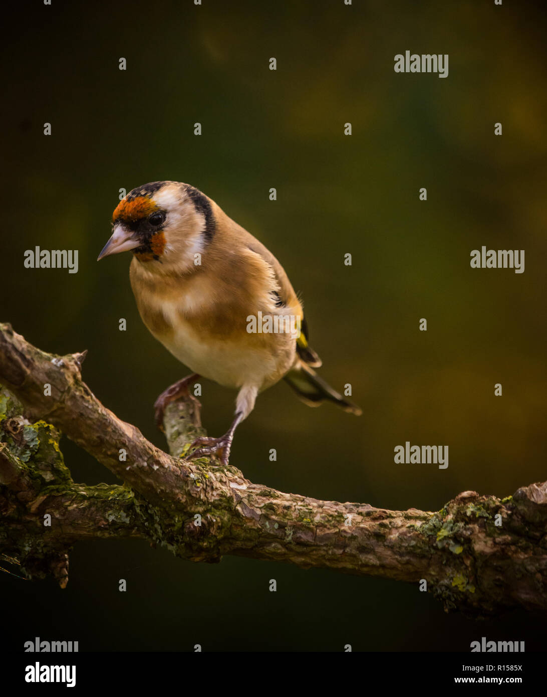 Gold finch hi-res stock photography and images - Alamy