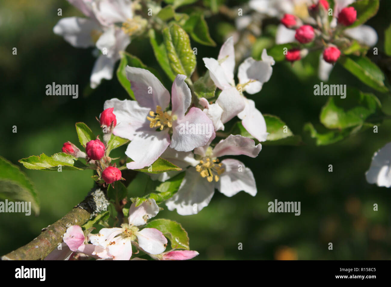 English spring hi-res stock photography and images - Alamy