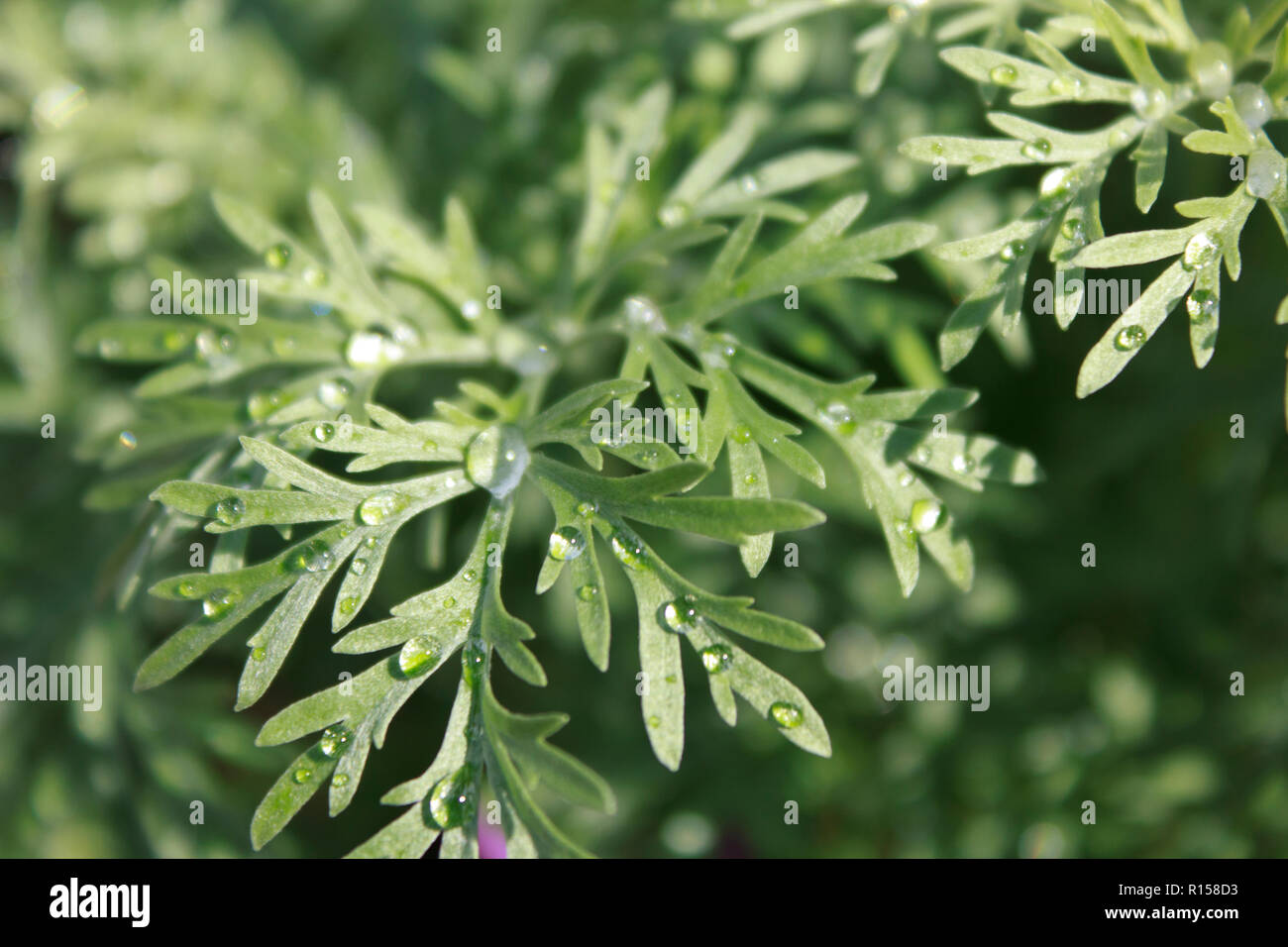 Spring fauna hi-res stock photography and images - Alamy