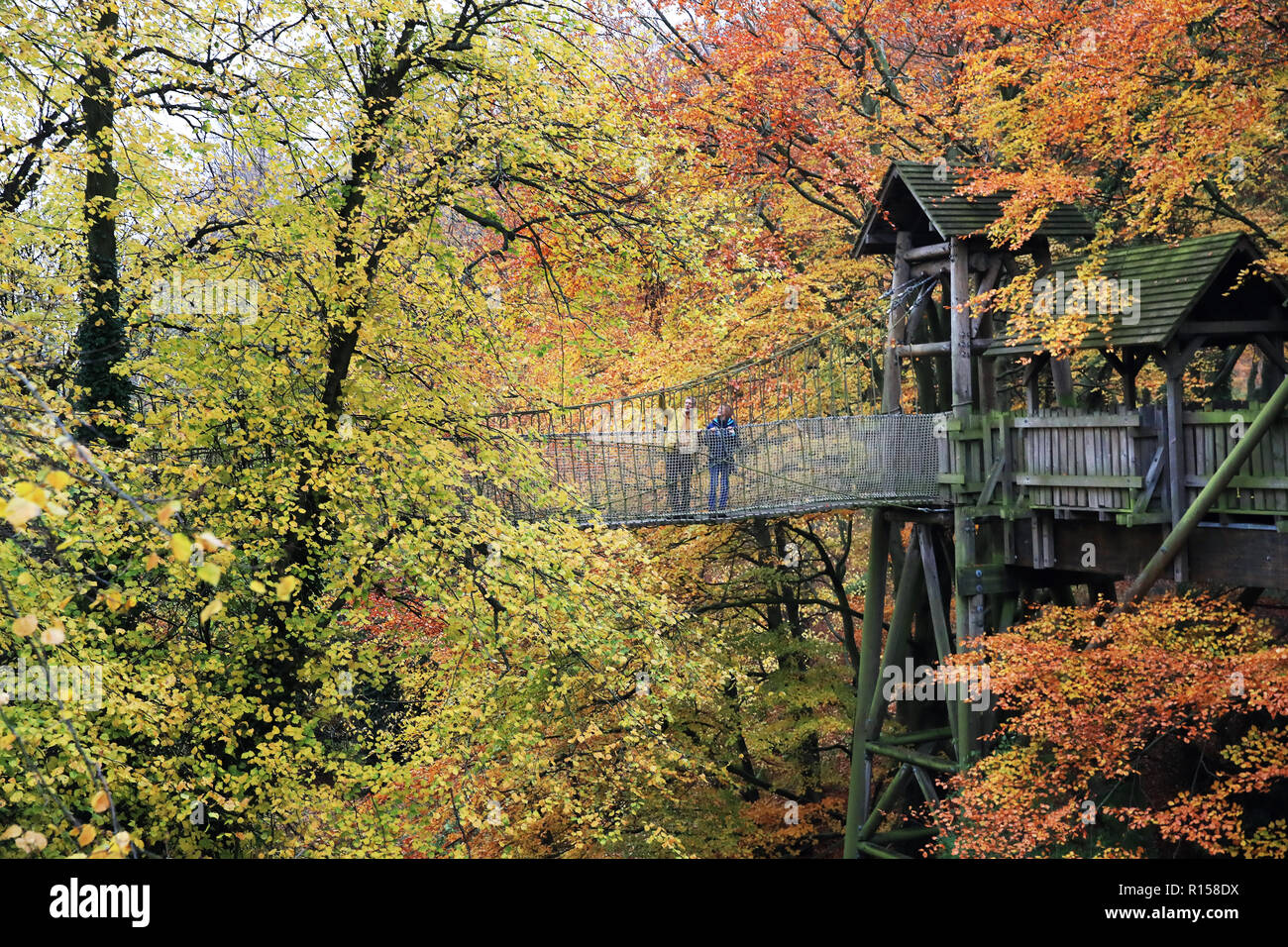 Autumn colours surround the Alnwick Garden Tree House in Alnwick ...