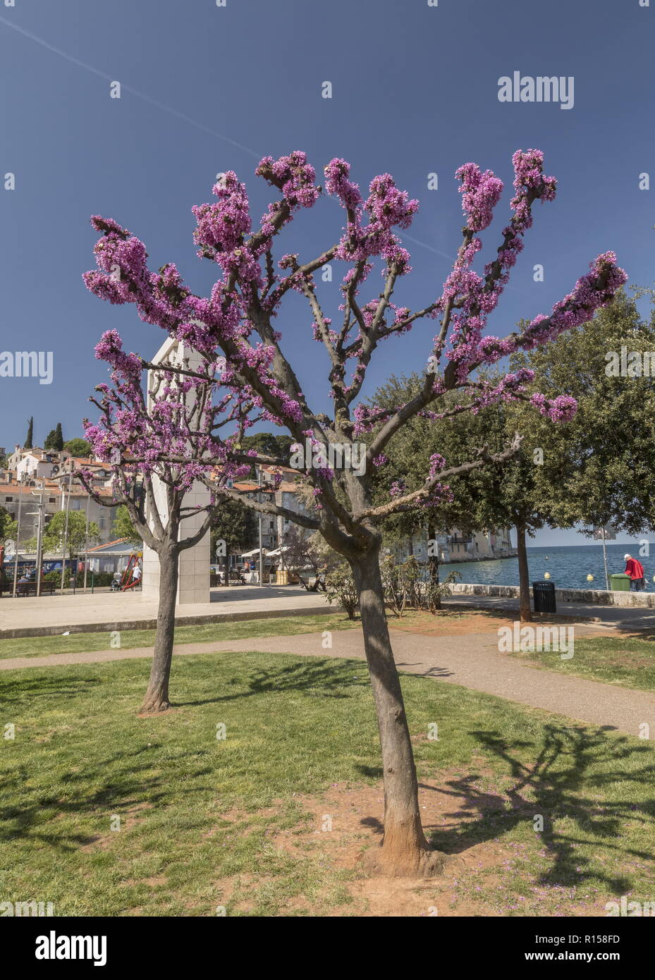 Cauliflory tree hi-res stock photography and images - Alamy