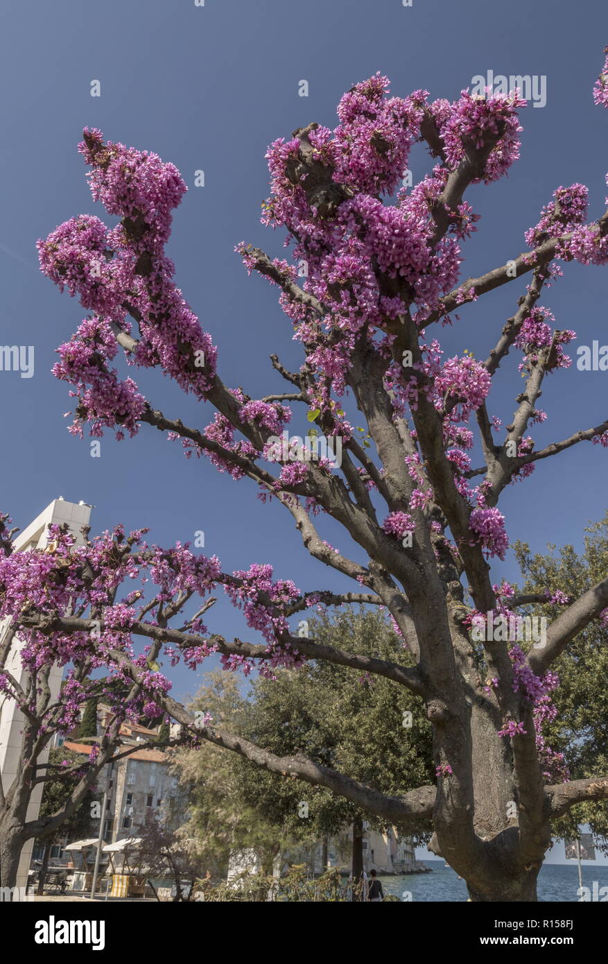 Judas Tree, Cercis siliquastrum -pruned street tree in flower, Rovinj ...