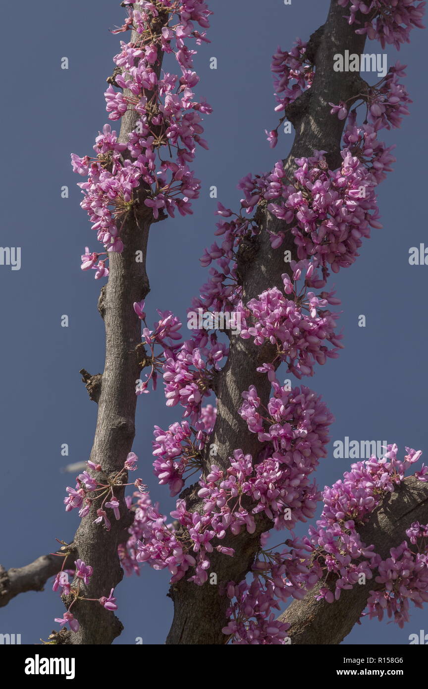 Cercis siliquastrum judas tree hi-res stock photography and images - Alamy