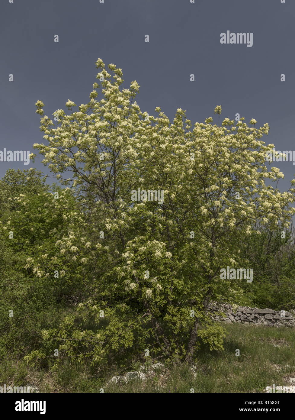 Manna Ash, Fraxinus ornus, tree in full flower in spring, Istria ...