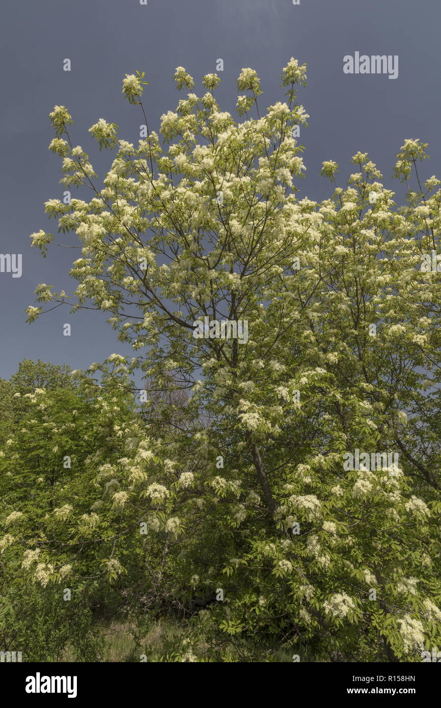 Manna Ash, Fraxinus ornus, tree in full flower in spring, Istria ...