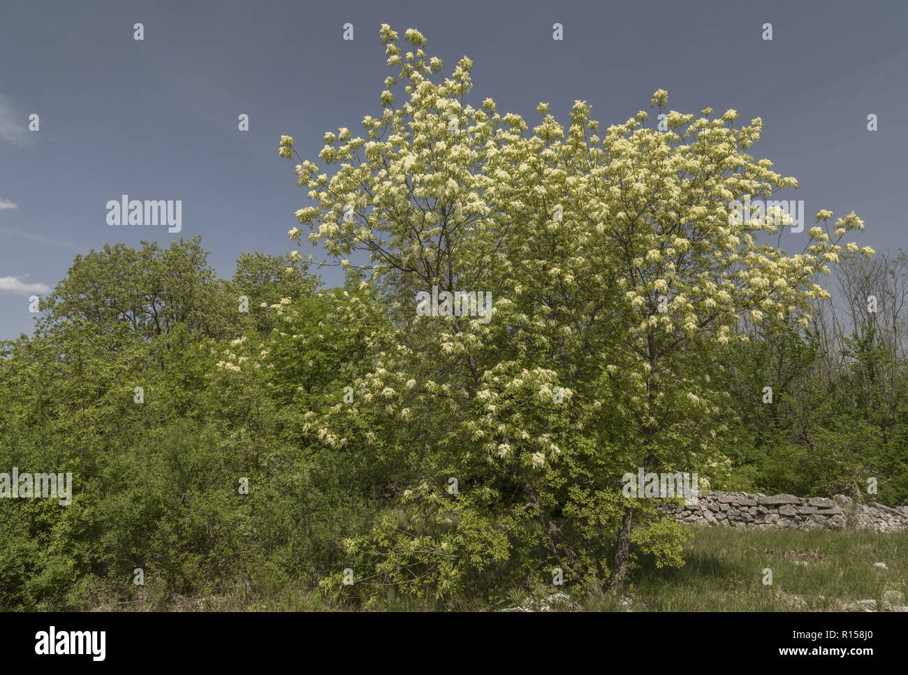 Manna Ash, Fraxinus ornus, tree in full flower in spring, Istria ...