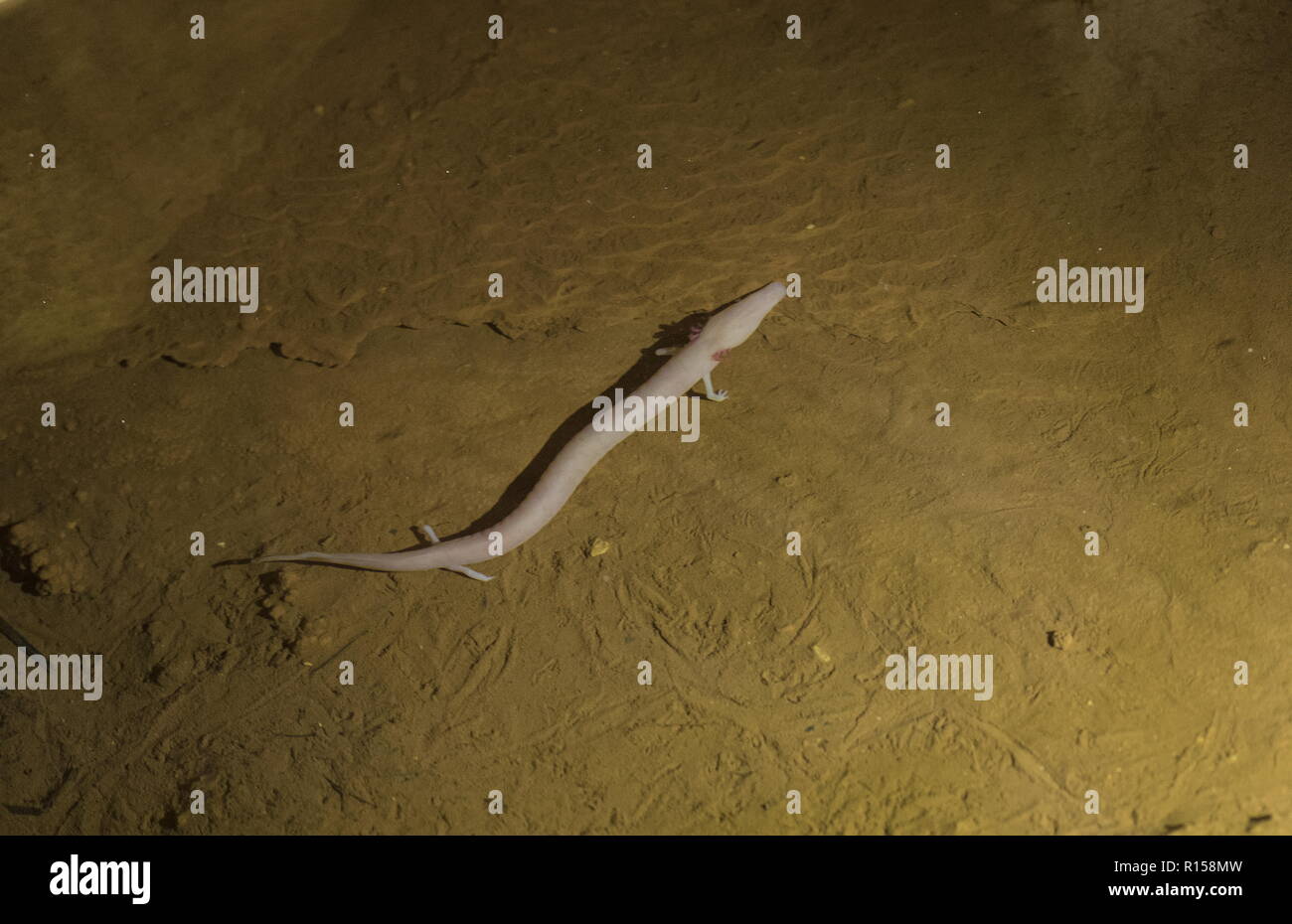 Olm hi-res stock photography and images - Alamy
