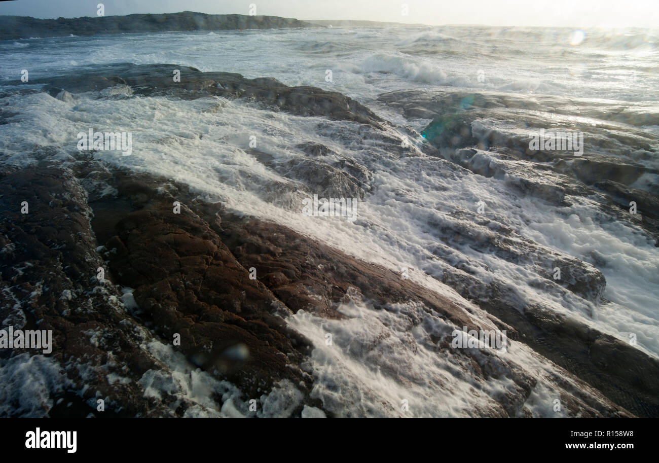 Marine, life, sea, life, ocean, plants, animals, organisms, salt, water ...