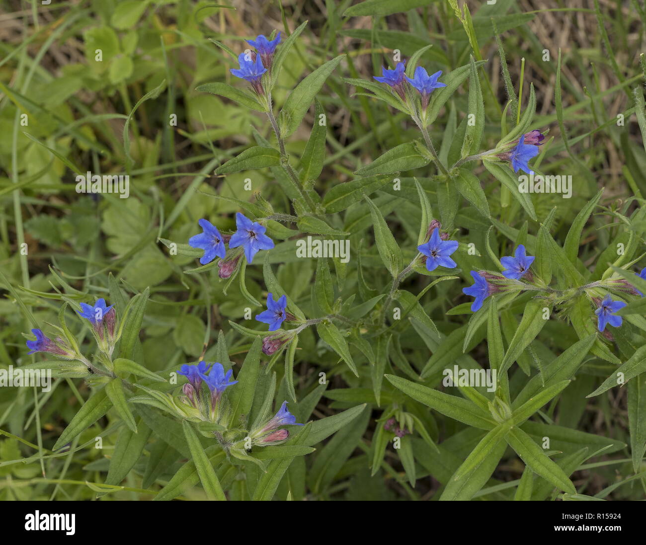 Purple gromwell hi-res stock photography and images - Alamy