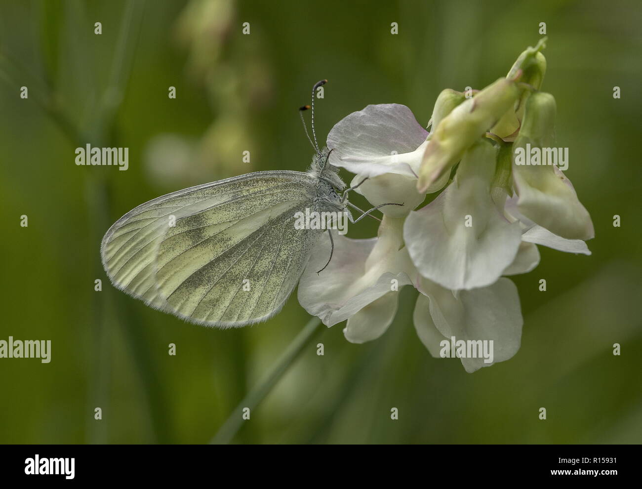 Female Wood White, Leptidea sinapis, on Pallid Pea, Lathyrus pallescens ...
