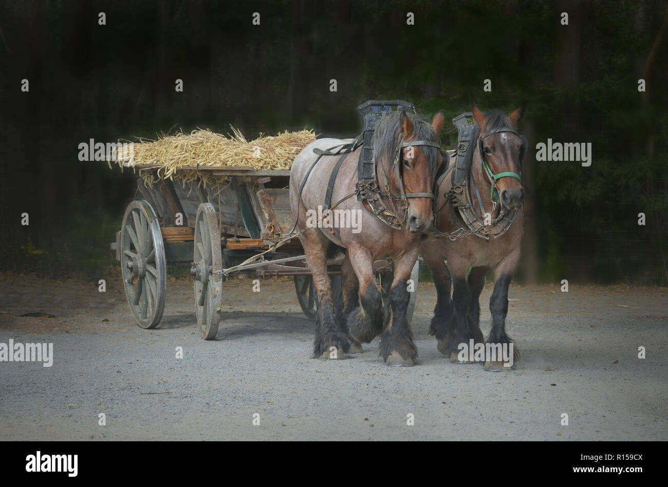 Work horse horses workhorse workhorses hi-res stock photography and ...
