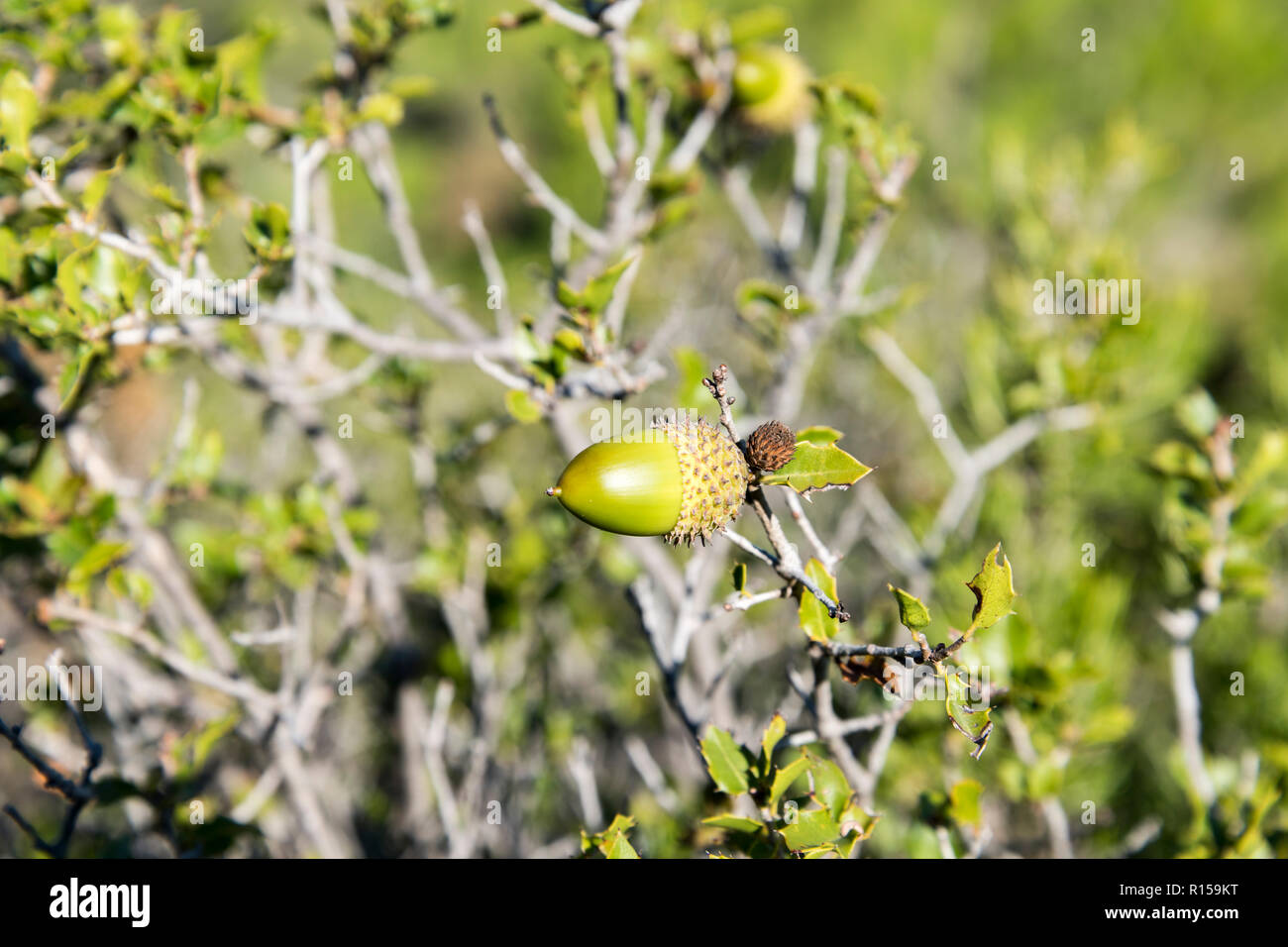 Acorn or oak nut, South of france, Europe Stock Photo - Alamy