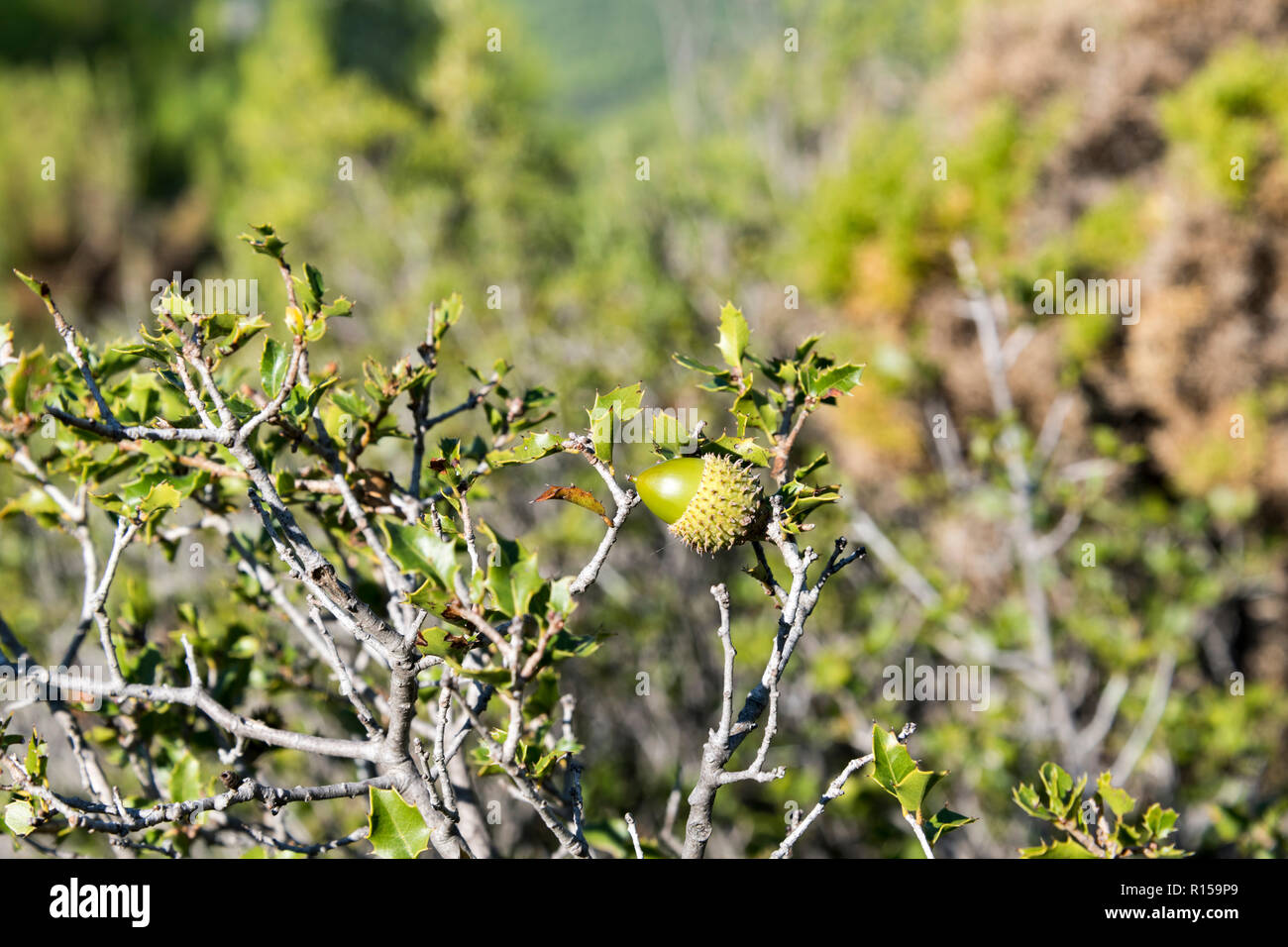 Acorn shape hi-res stock photography and images - Alamy