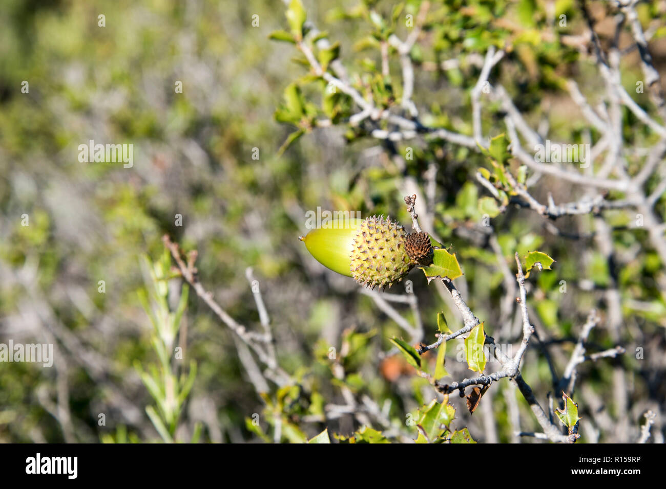 Acorn shape hi-res stock photography and images - Alamy