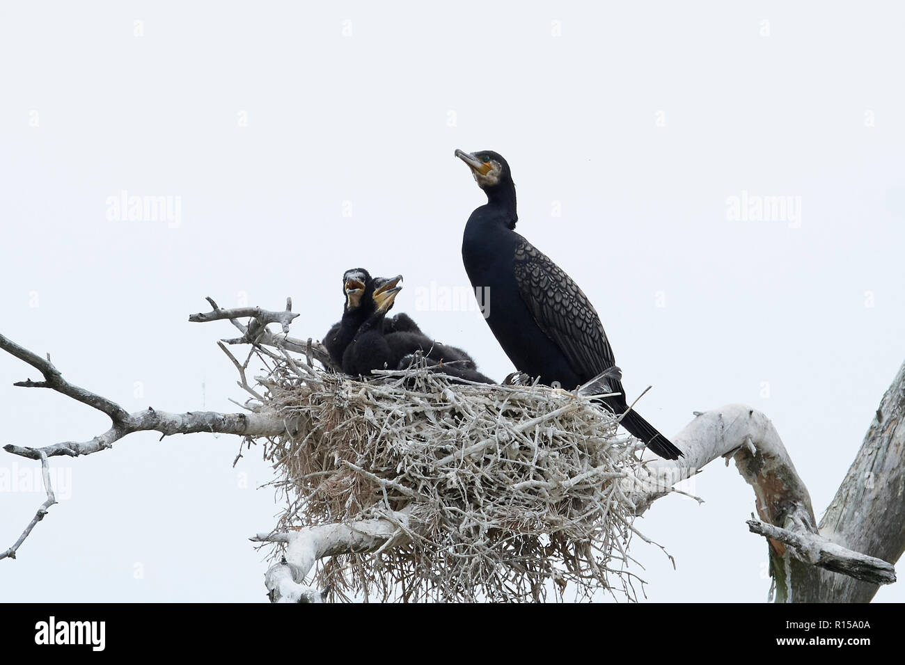 Cormorant family hi-res stock photography and images - Alamy