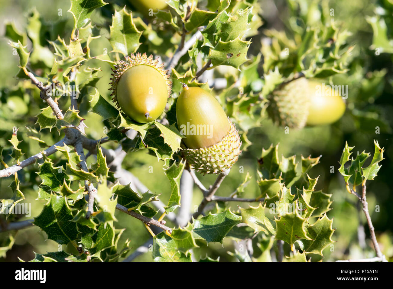 Dwarf oak tree hi-res stock photography and images - Alamy