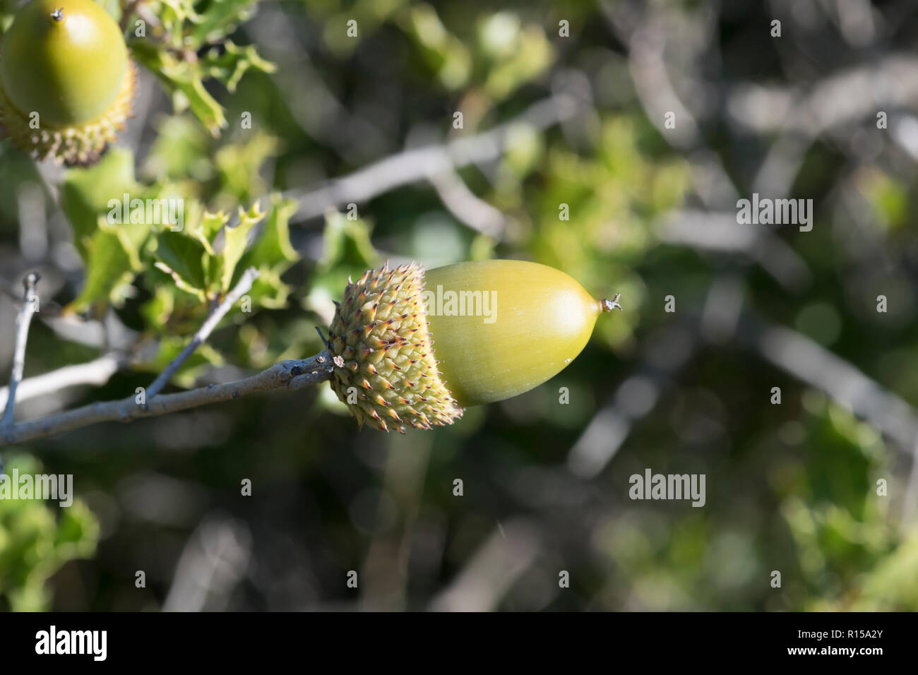 Quercus cerris dwarf hi-res stock photography and images - Alamy