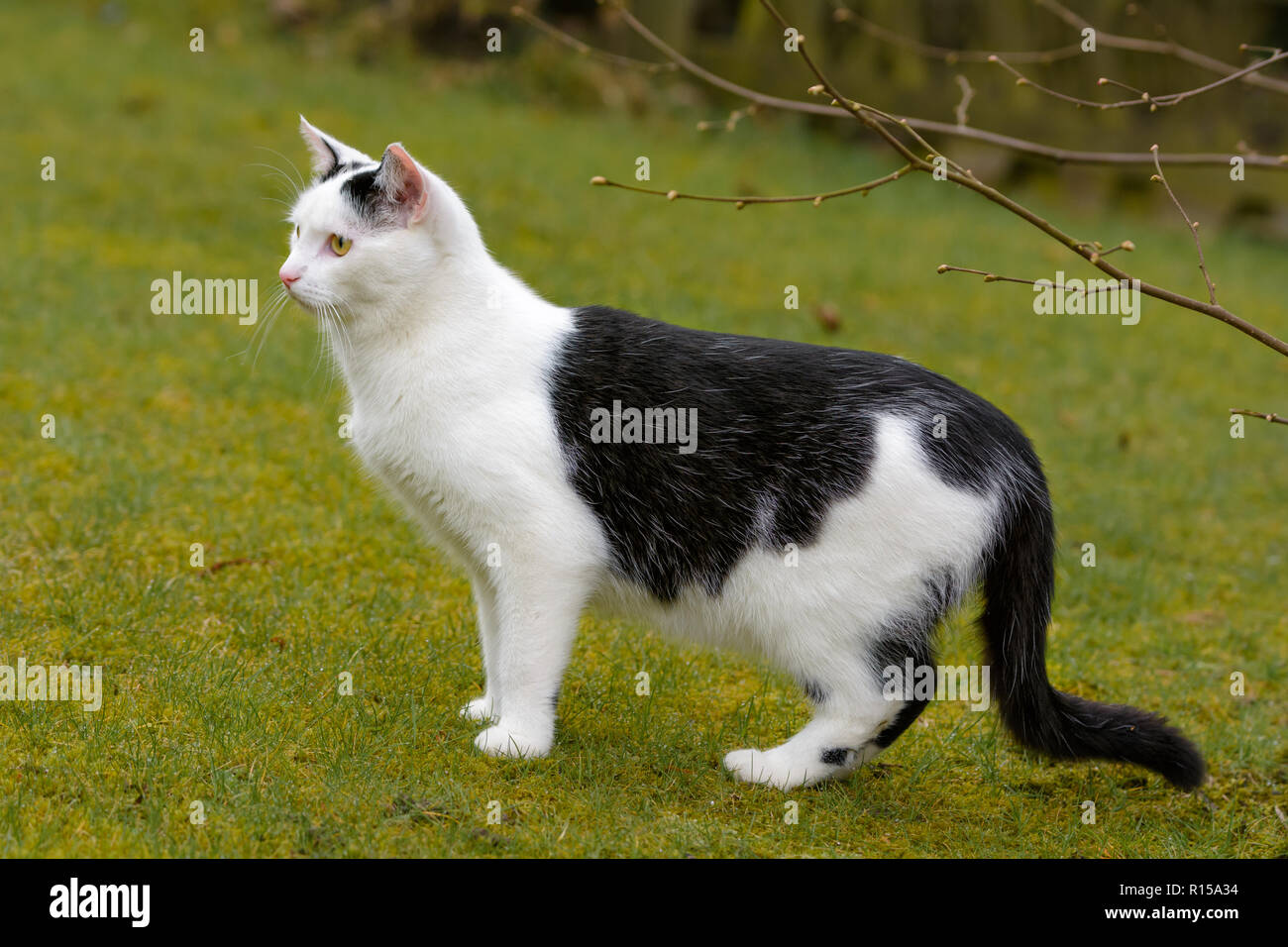 A black and white spotted cat in a garden Stock Photo - Alamy
