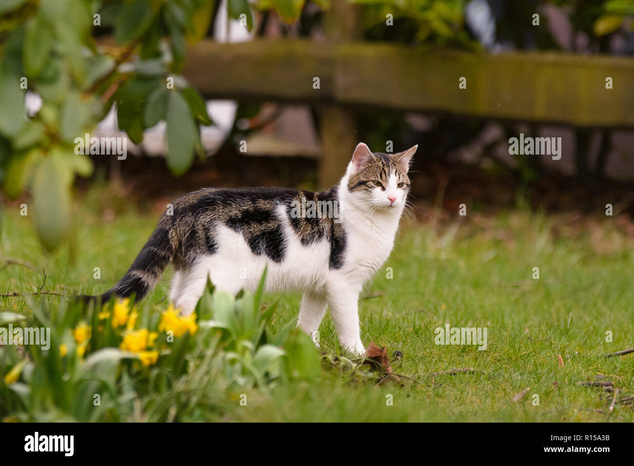 Cat grass back domestic hi-res stock photography and images - Alamy