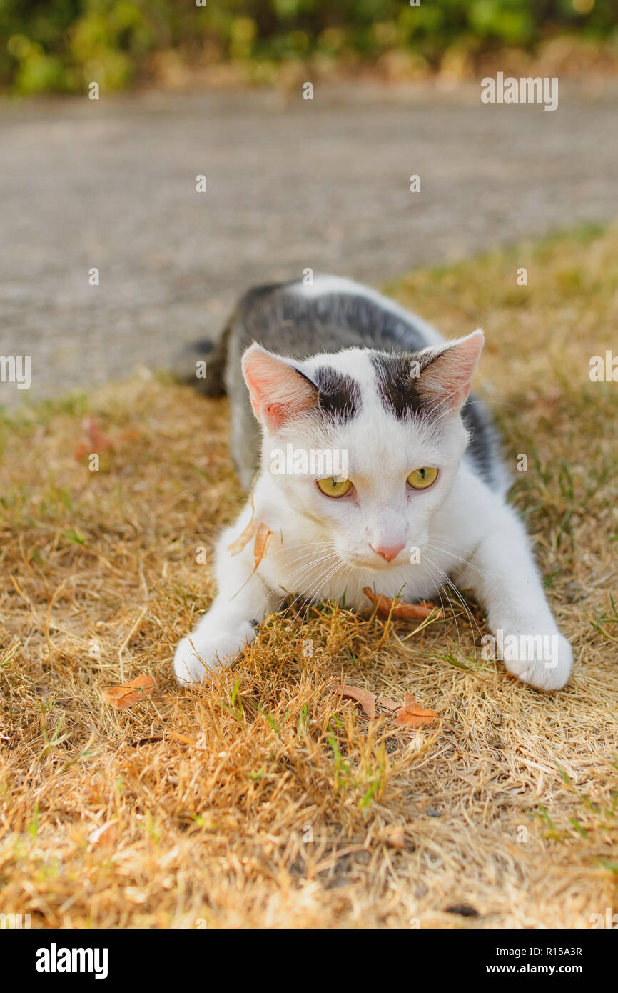Domestic cat black and white spotted hi-res stock photography and ...