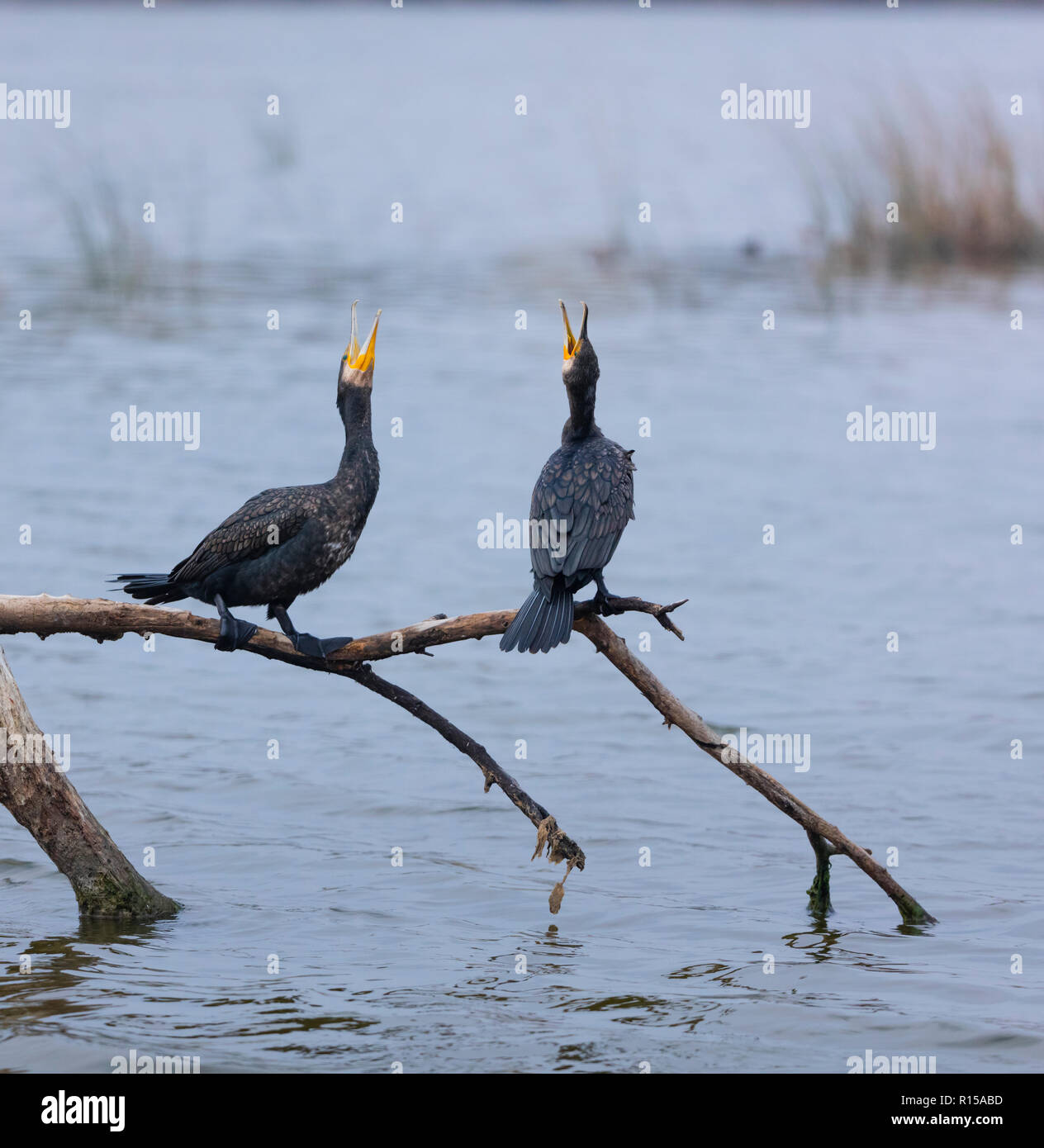 GREAT CORMORANT - CORMORAN GRANDE (Phalacrocorax carbo Stock Photo - Alamy