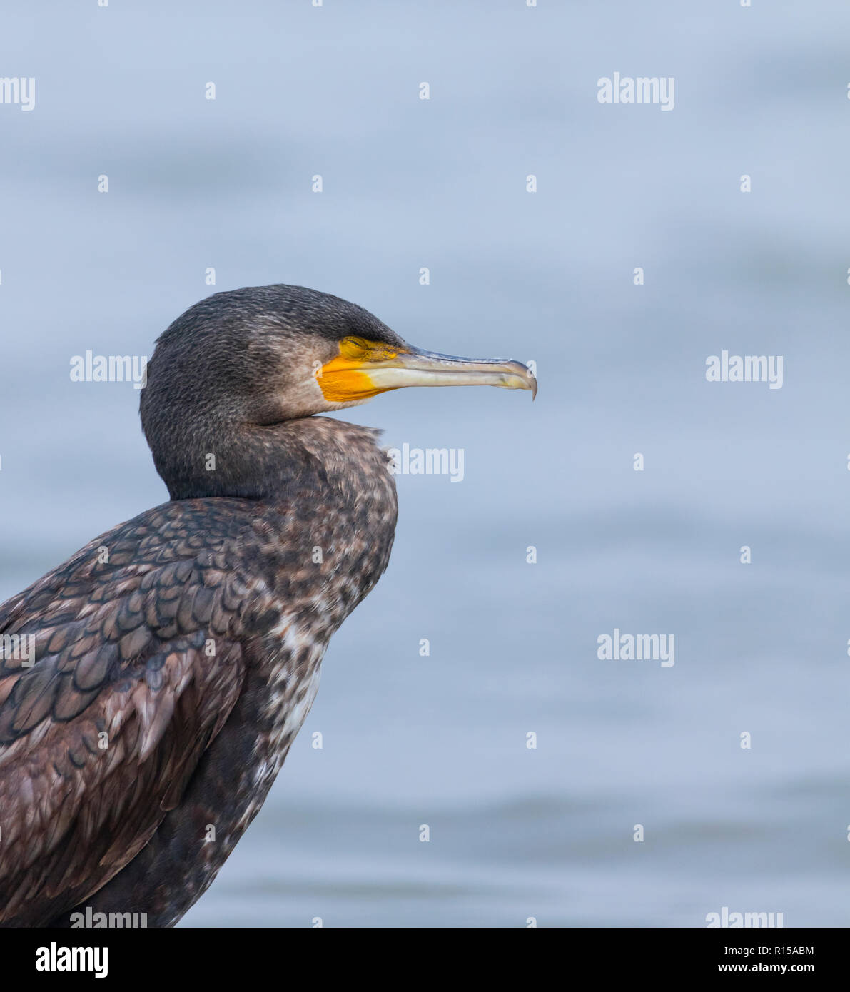 GREAT CORMORANT - CORMORAN GRANDE (Phalacrocorax carbo Stock Photo - Alamy