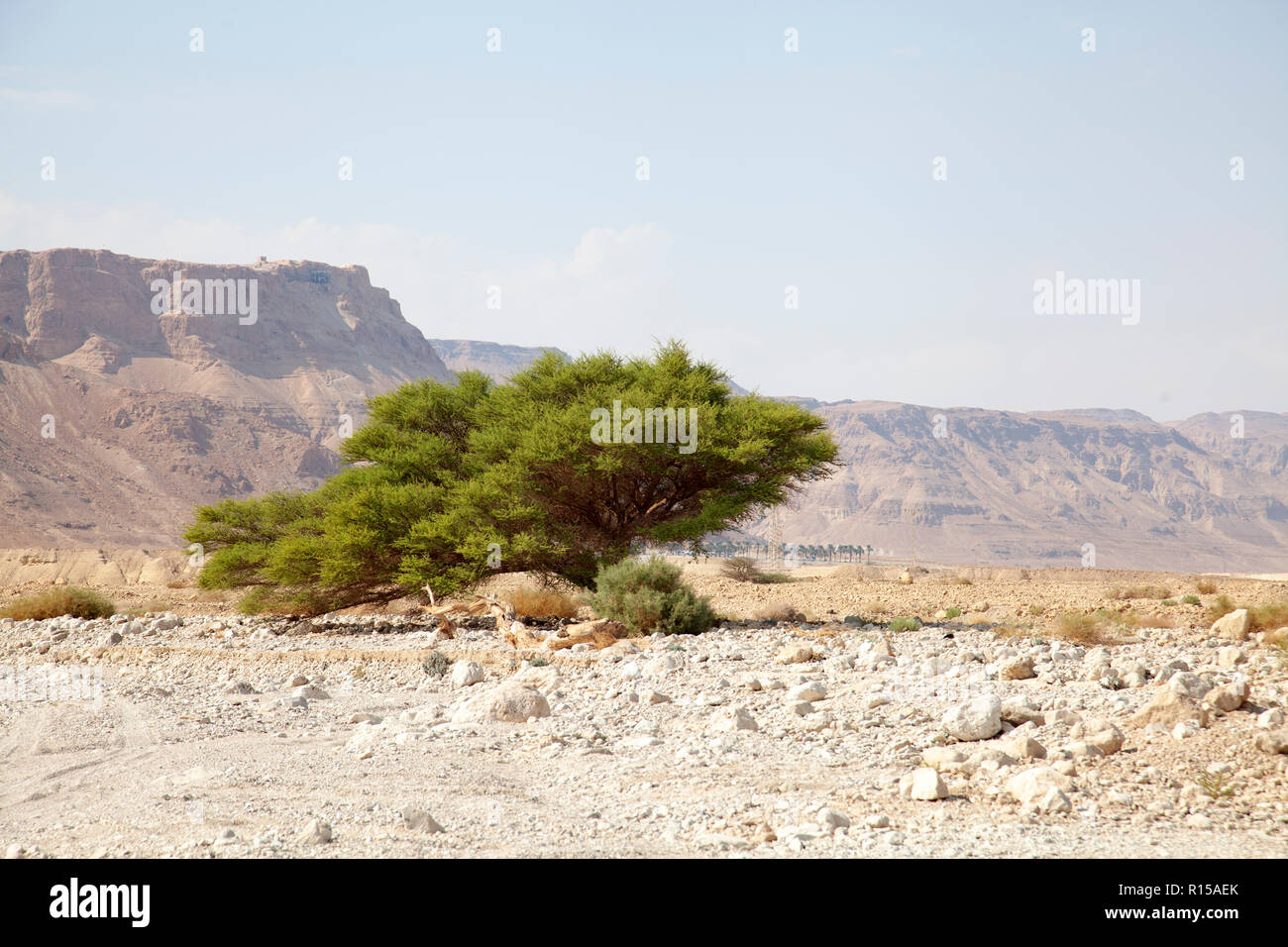 Terrain and Acacia Tree with Masada in Background in Israel Stock Photo ...