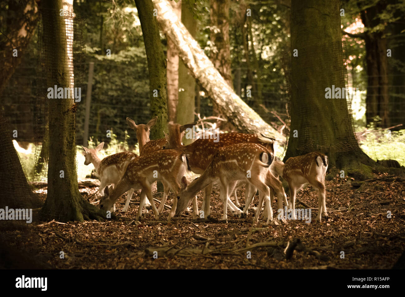 Fallow deer is in a game enclosure Stock Photo - Alamy