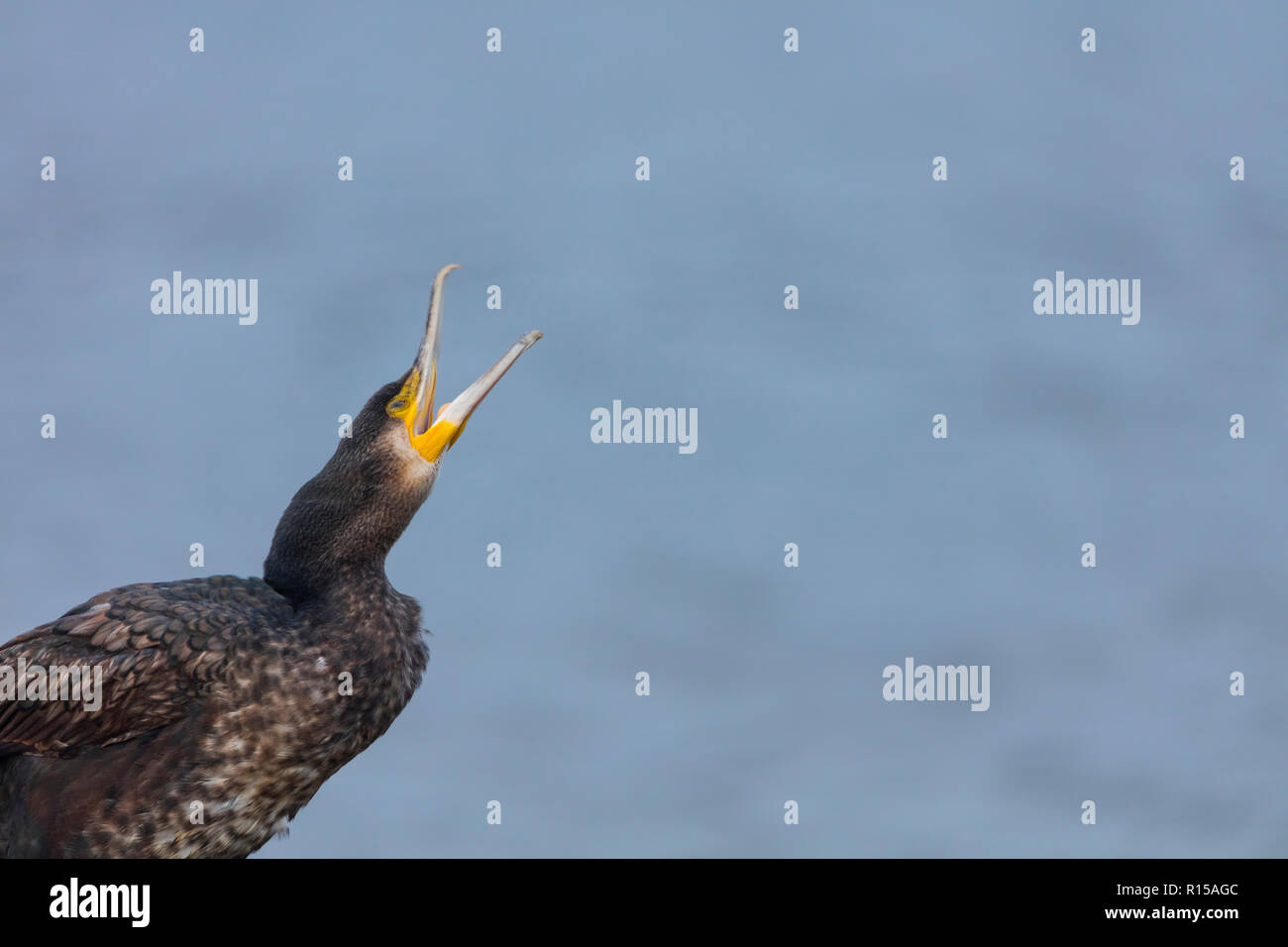 GREAT CORMORANT - CORMORAN GRANDE (Phalacrocorax carbo Stock Photo - Alamy