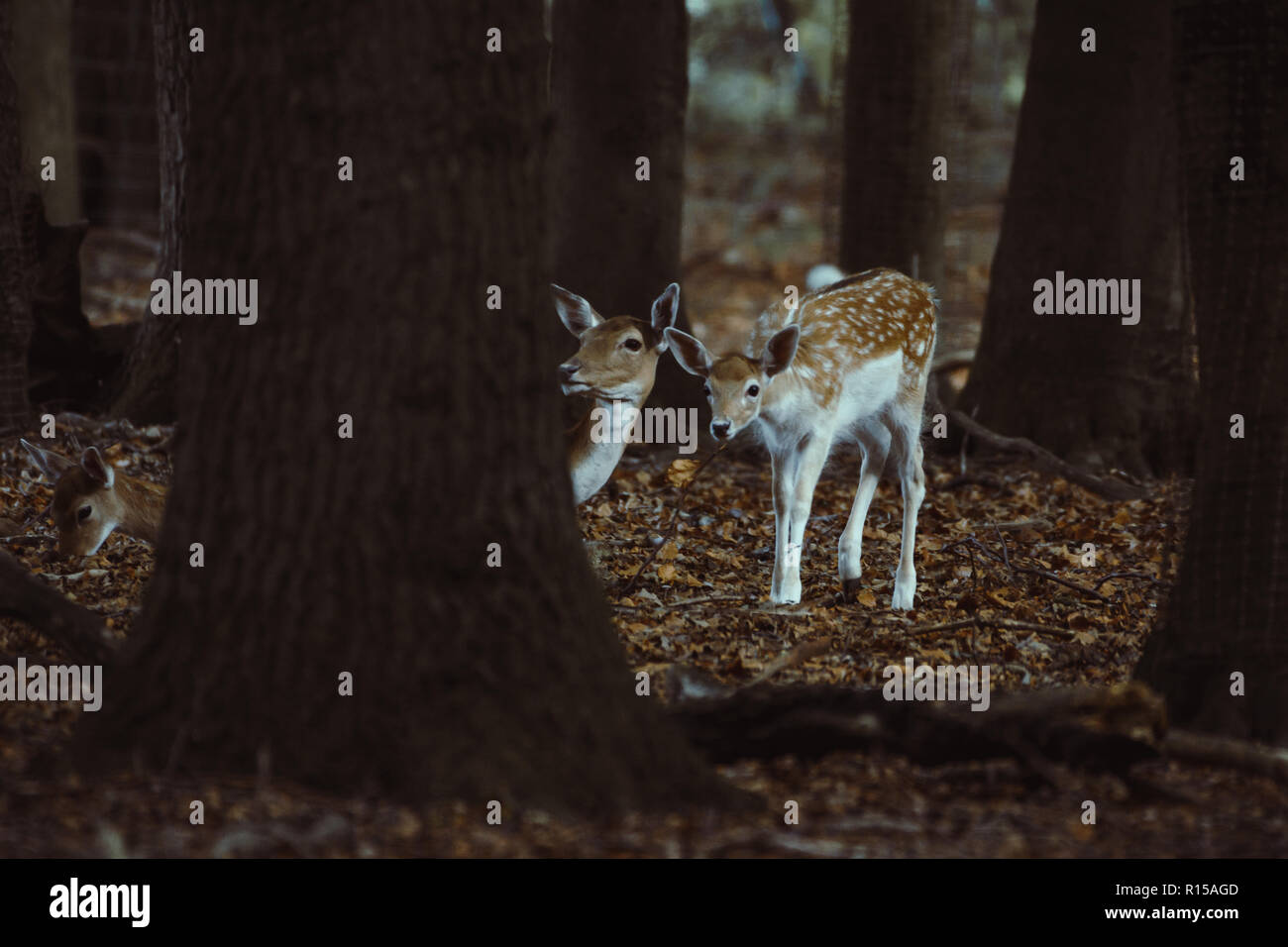 Fallow deer is in a game enclosure Stock Photo - Alamy