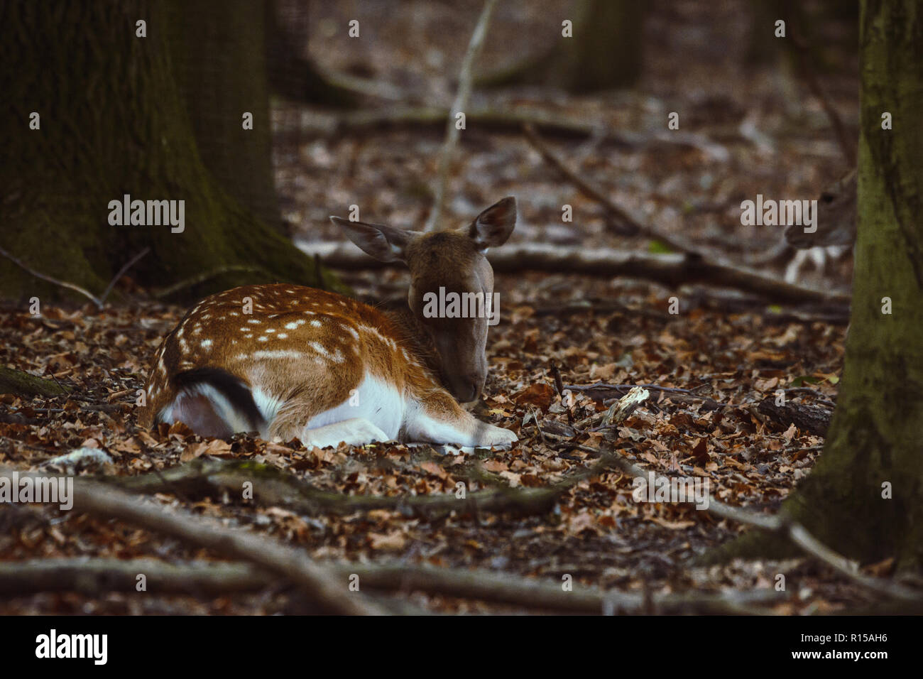 Fallow deer is in a game enclosure Stock Photo - Alamy