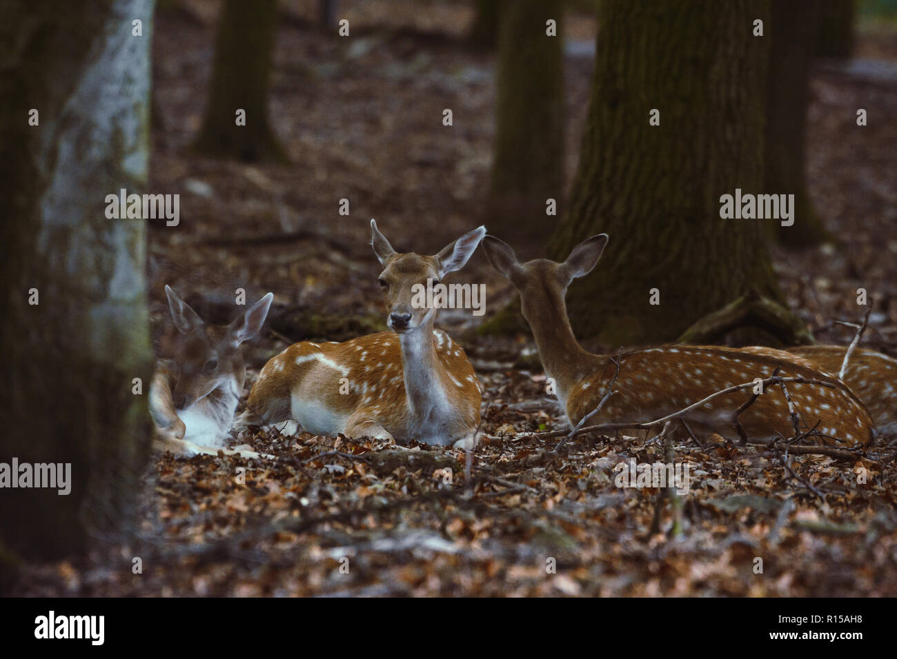 Fallow deer is in a game enclosure Stock Photo - Alamy