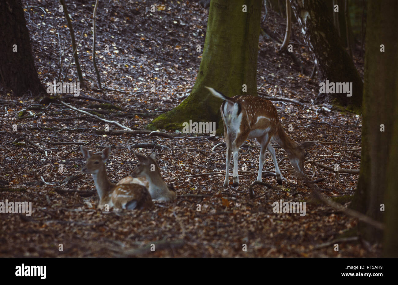 Fallow deer is in a game enclosure Stock Photo - Alamy