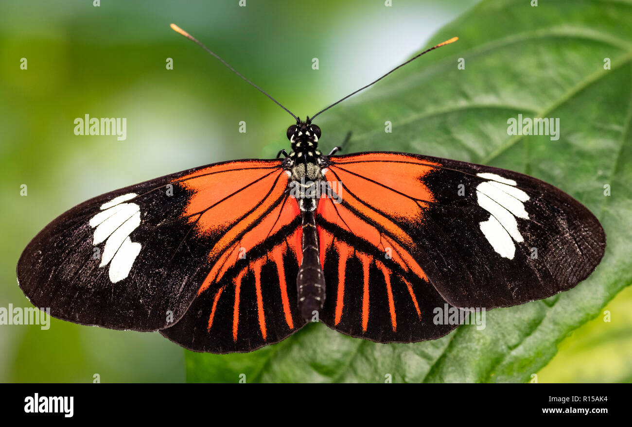 Butterfly flying hi-res stock photography and images - Alamy