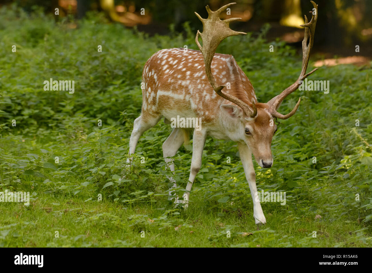 A fallow deer is in a game reserve Stock Photo - Alamy