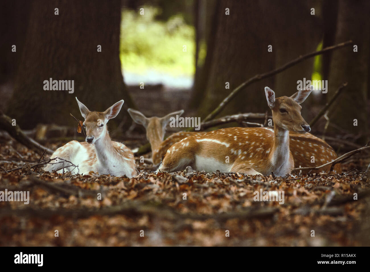 Fallow deer is in a game enclosure Stock Photo - Alamy