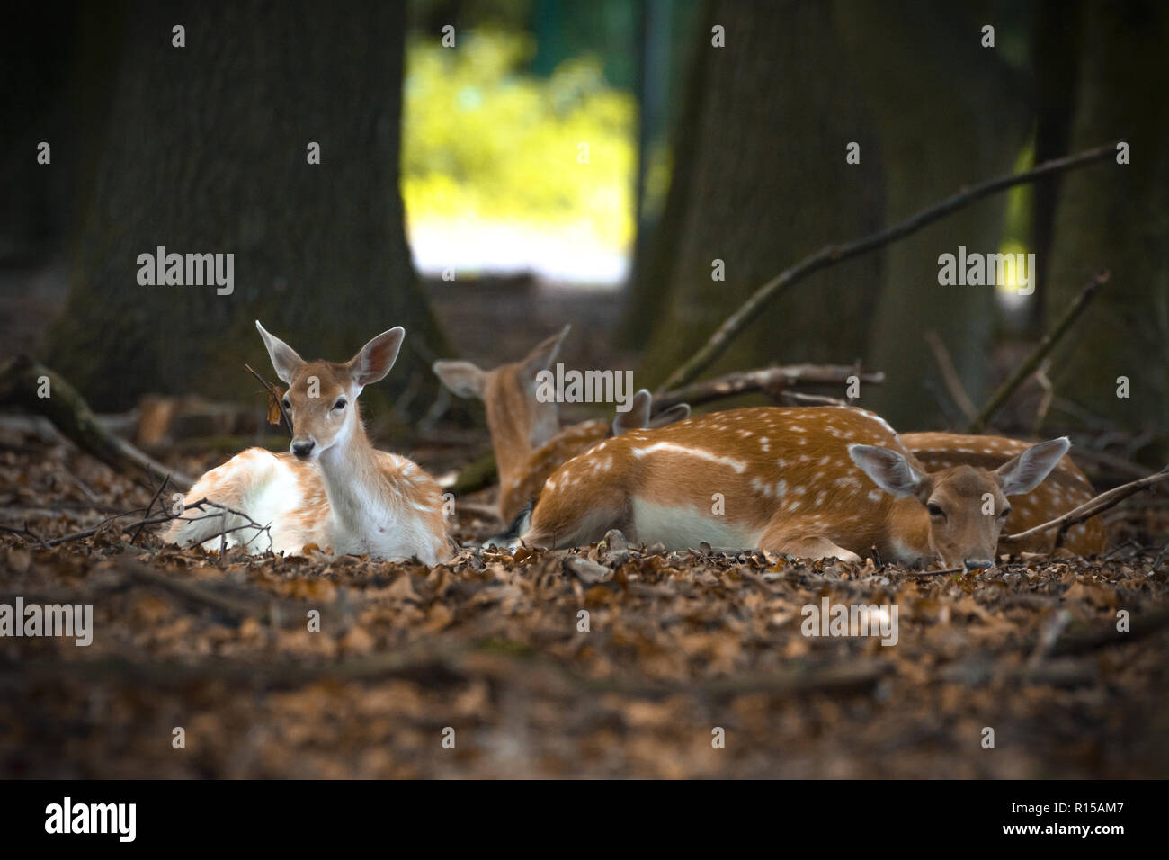 Fallow deer is in a game enclosure Stock Photo - Alamy