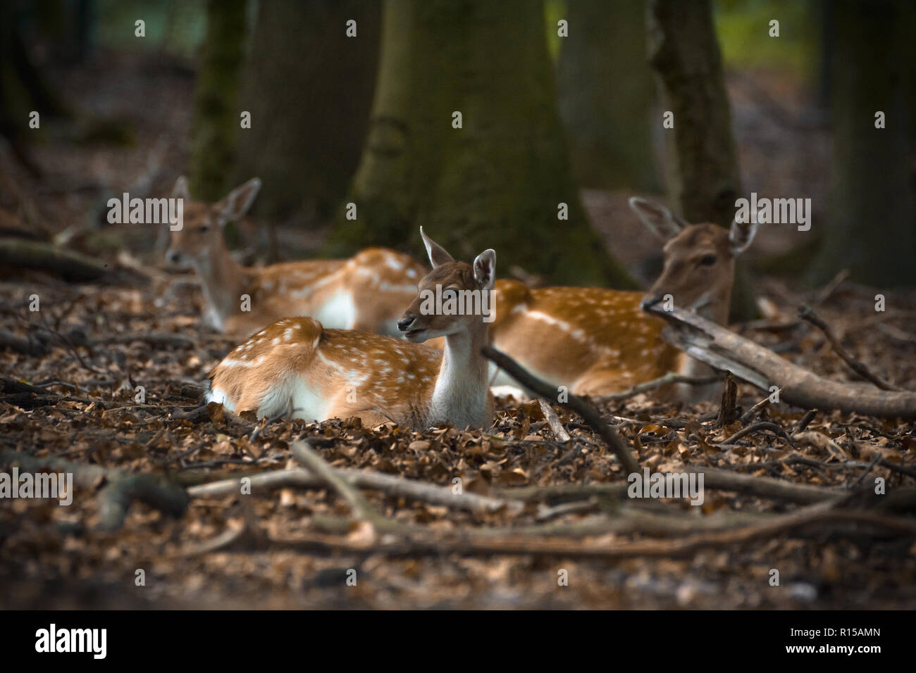 Fallow deer is in a game enclosure Stock Photo - Alamy
