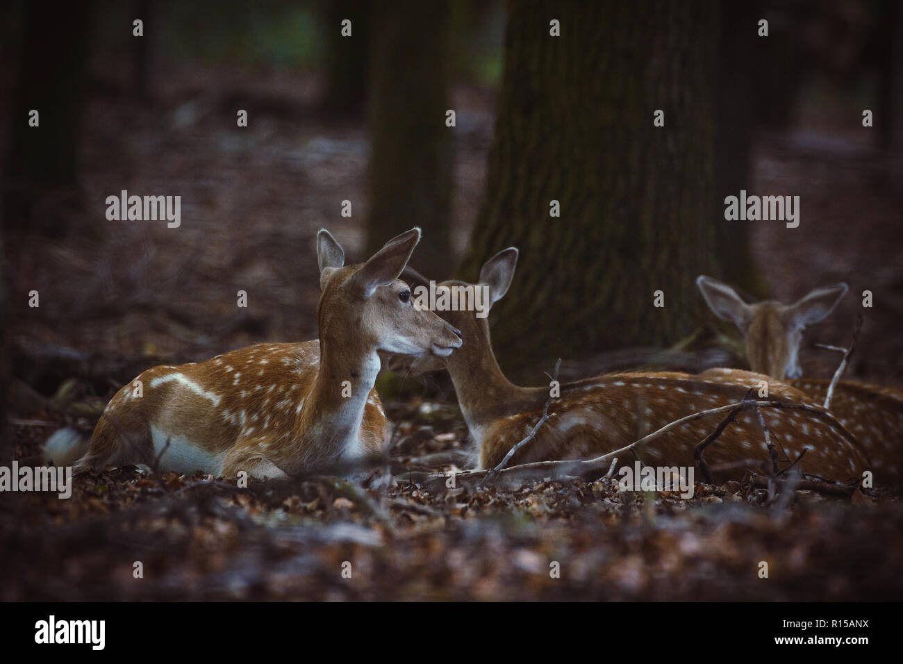 Fallow deer in an enclosure Stock Photo - Alamy