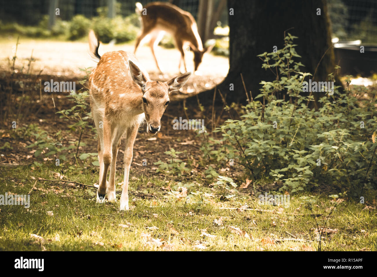 Fallow deer in an enclosure Stock Photo - Alamy