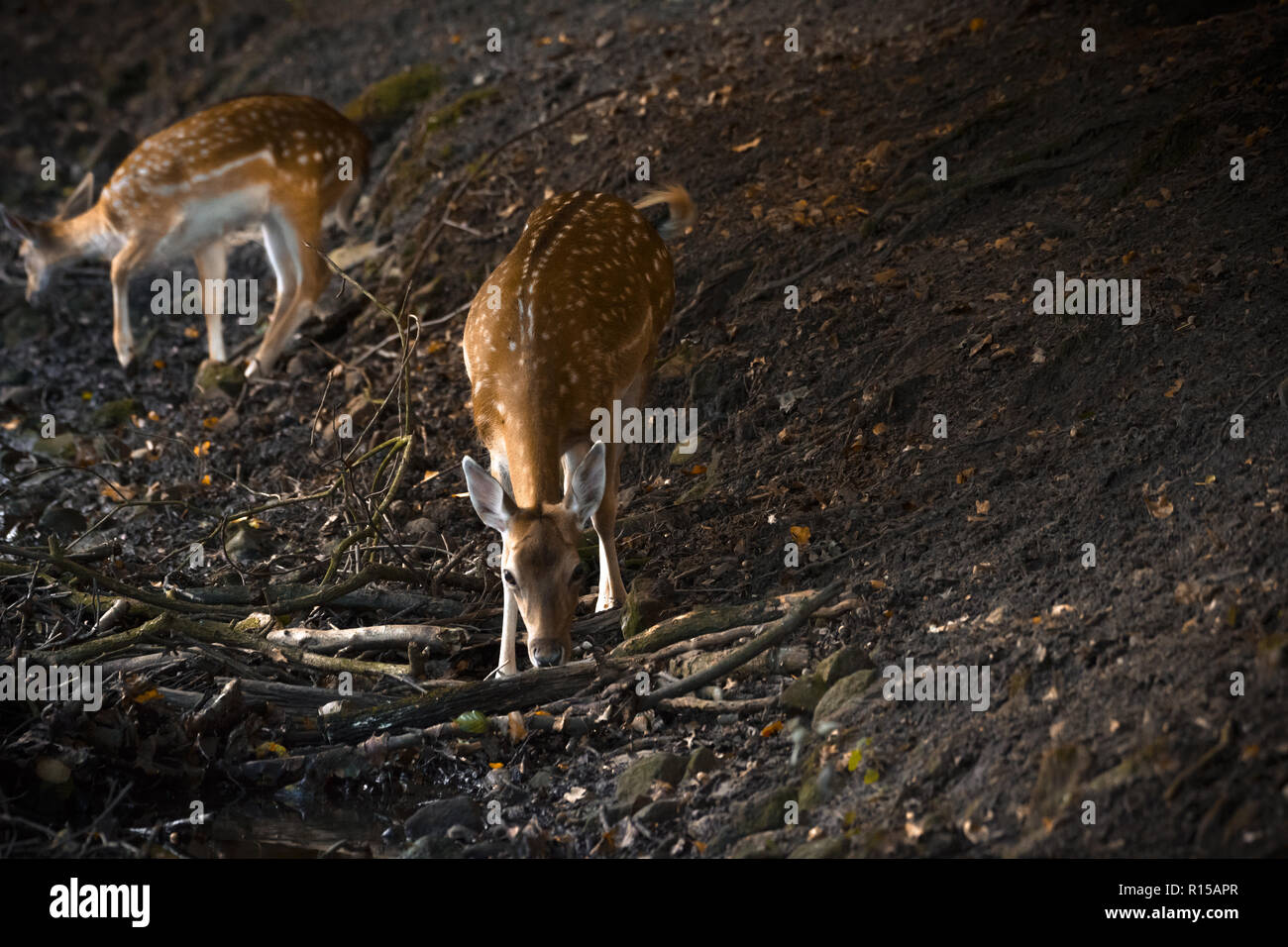 Fallow deer in an enclosure Stock Photo - Alamy