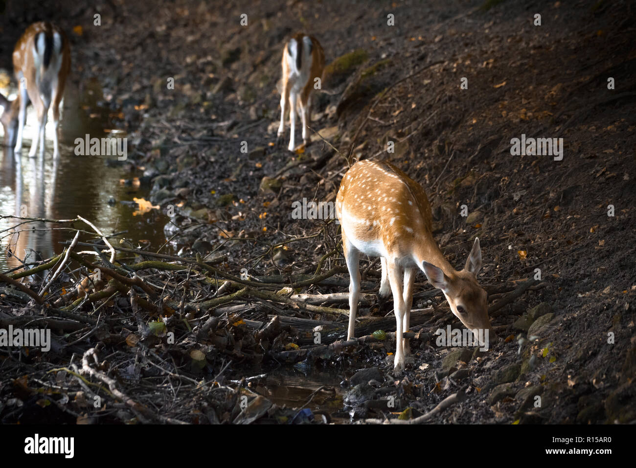 Fallow deer in an enclosure Stock Photo - Alamy