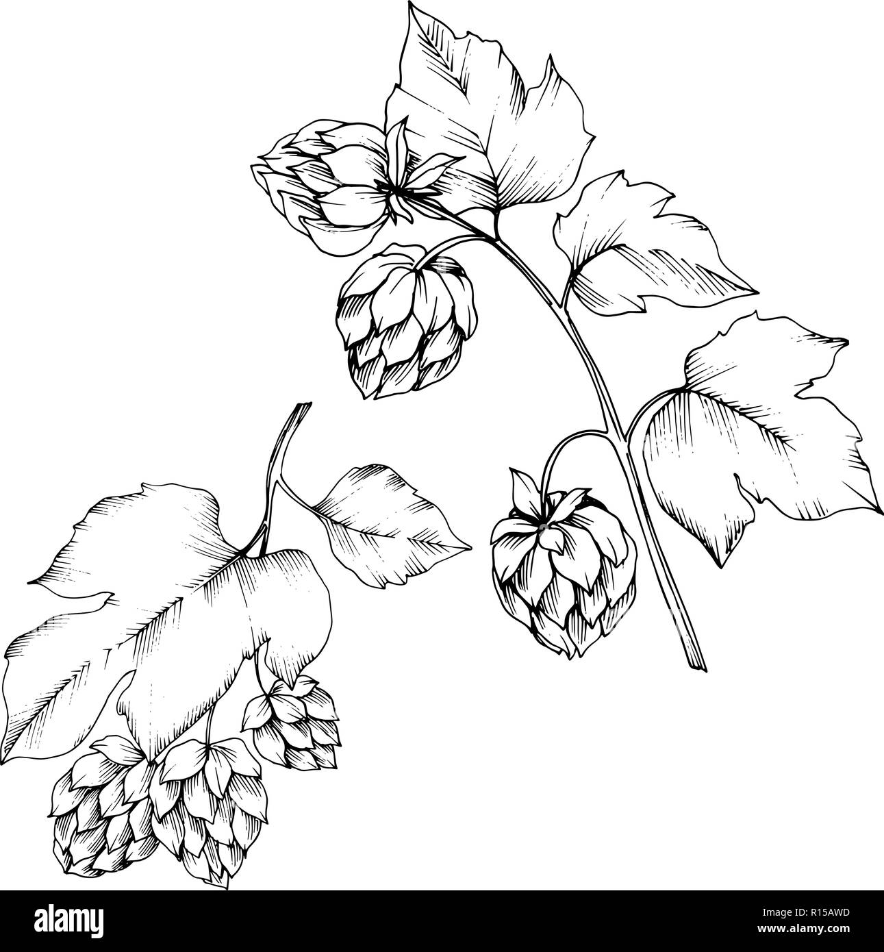 Vector. Black and white engraved humulus ink art. Isolated humulus ...