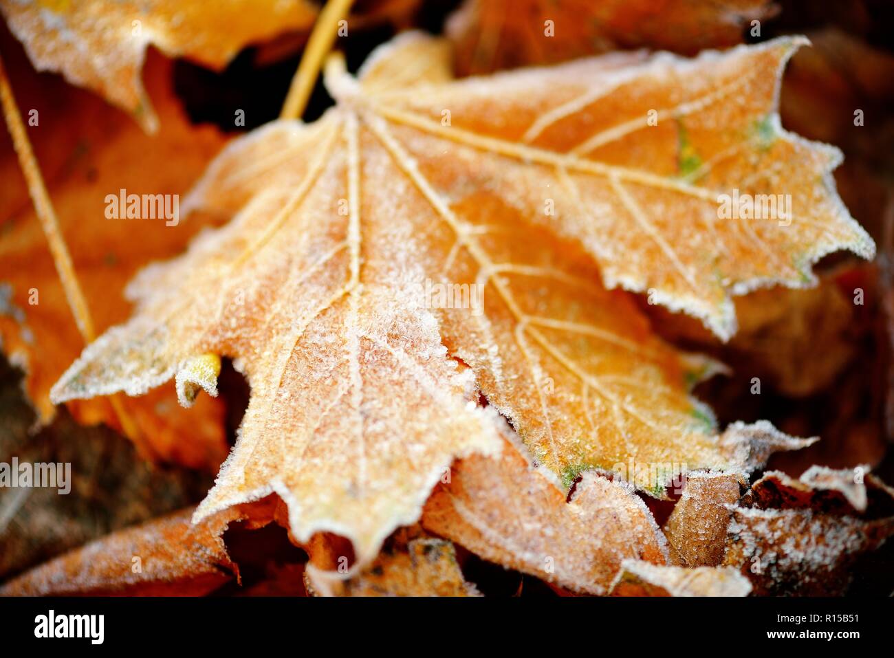 Frozen autumn composition of natural close up colorfull red, green ...