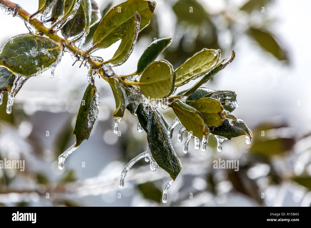 Ice tree branches hi-res stock photography and images - Alamy