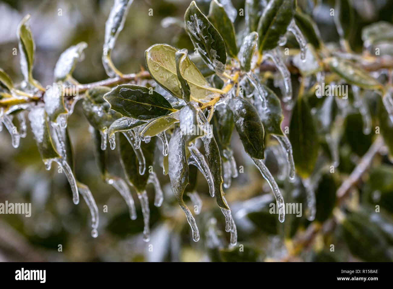Leaves on a frozen tree hi-res stock photography and images - Alamy