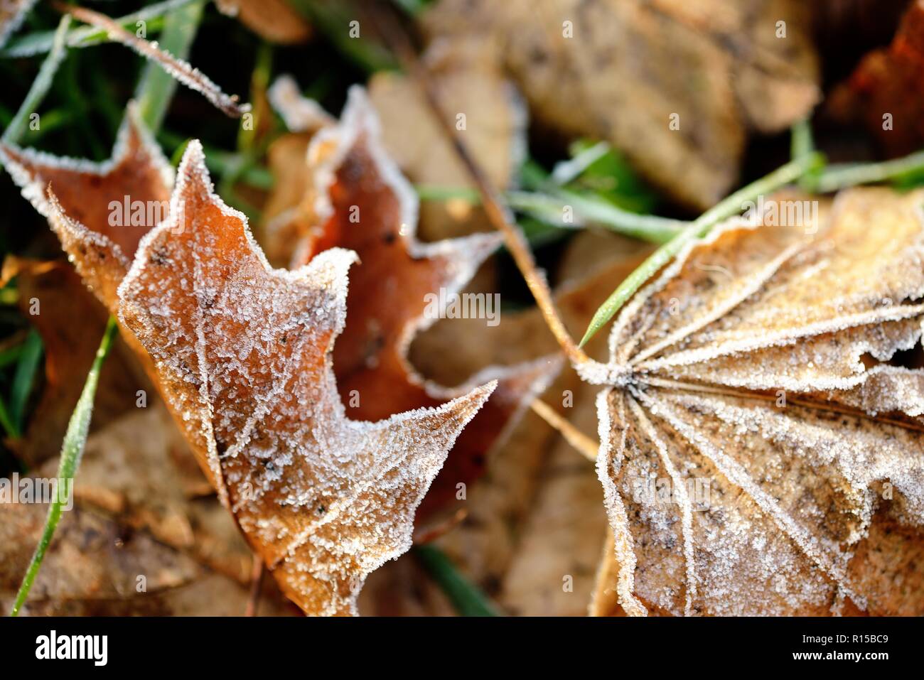 Frozen autumn composition of natural close up colorfull red, green ...