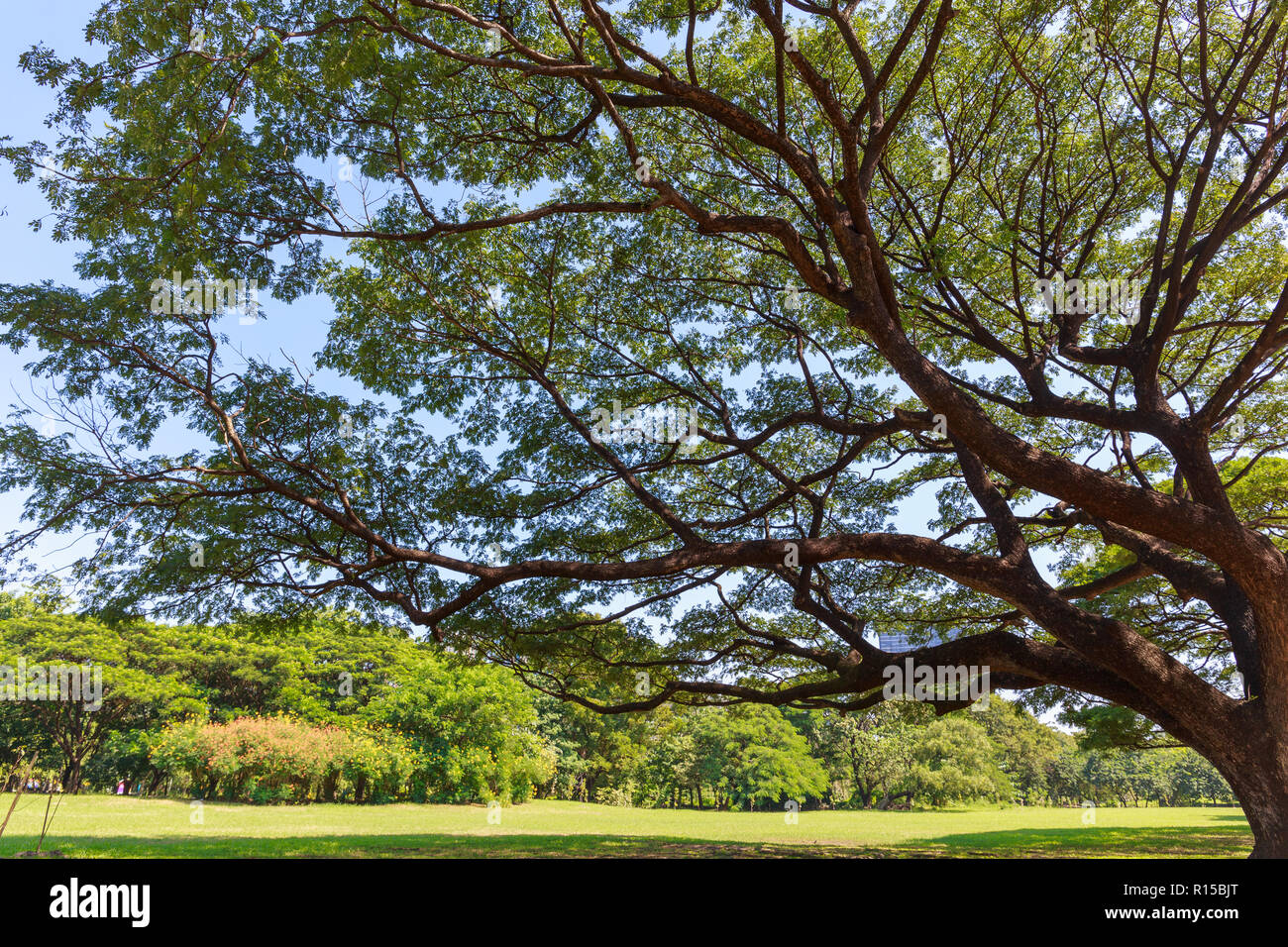 Grass field with tree and sky with grass field Stock Photo - Alamy